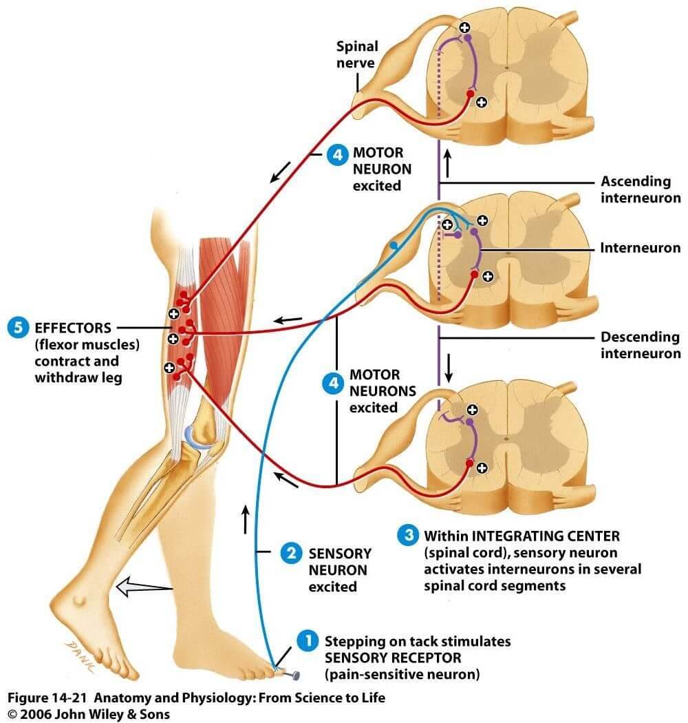 Proprioceptive Training: The Key to a Successful Return to Sport After ...